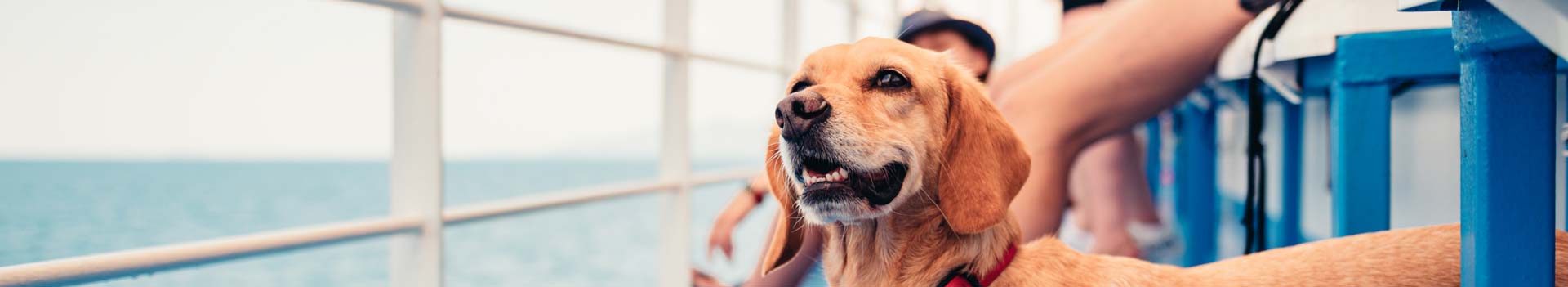 Dog-Friendly Cruises, Pet Tips for Travel, and More! | AMA Travel