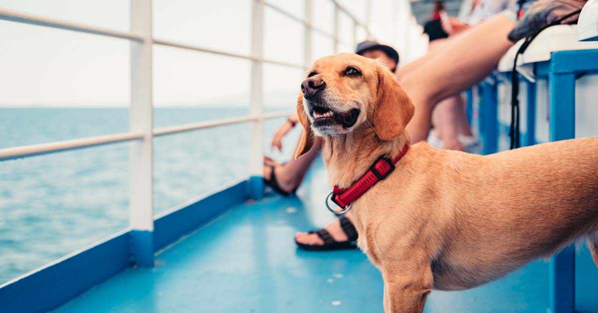 Dog-Friendly Cruises, Pet Tips for Travel, and More! | AMA Travel