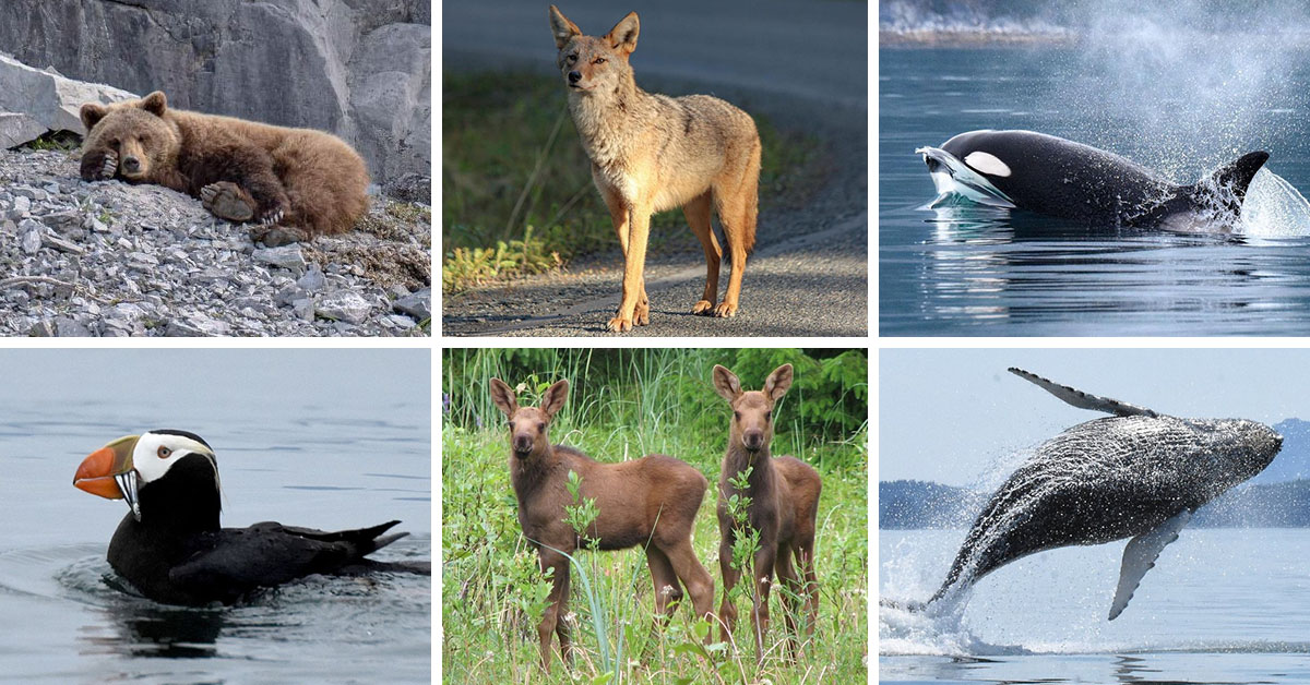 Your Complete Guide to Cruising Alaska | AMA Travel