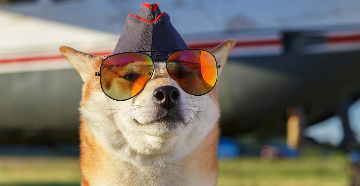 Flying With a Dog, Plane Tips, Carriers & More | AMA Travel