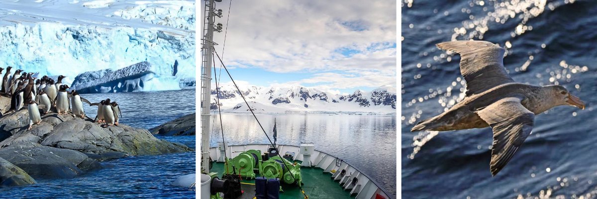 Your Complete Guide to Cruising Antarctica | AMA Travel