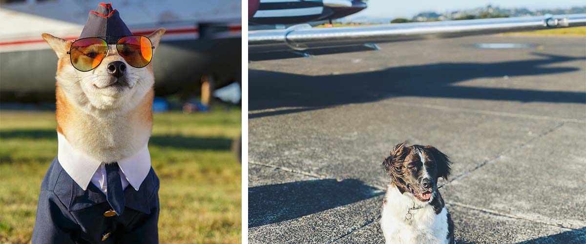 Flying With a Dog, Plane Tips, Carriers & More | AMA Travel