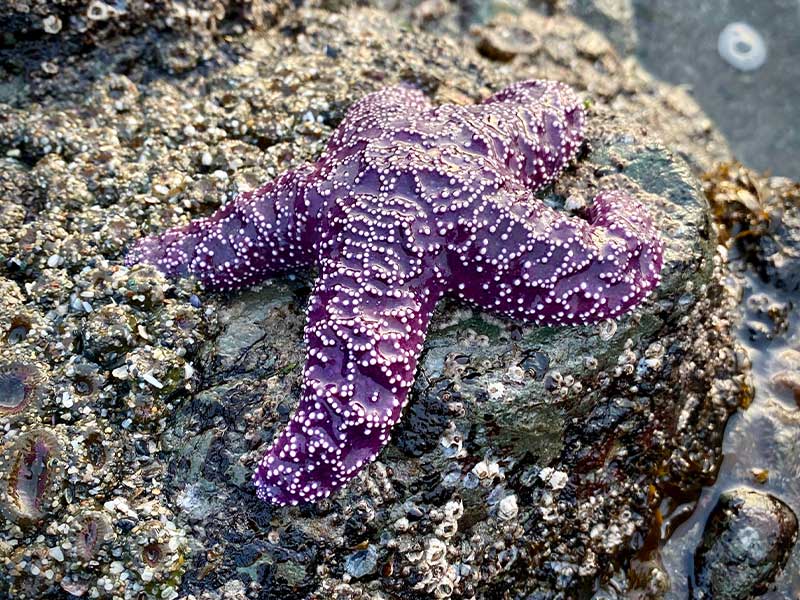 12 Places to Stop on California’s Pacific Coast Highway | AMA Travel