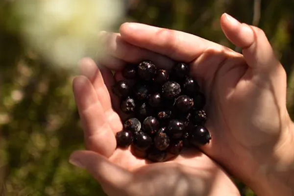 Farm & Food Experiences in Alberta Worth the Drive | AMA Travel