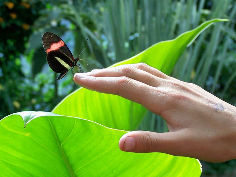 Gardens to See in Victoria British Columbia | AMA Travel