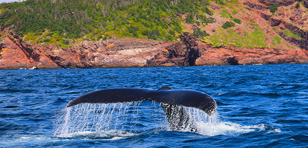 Globus Tours Newfoundland Prize – 7 Islands Travel Contest | AMA Travel