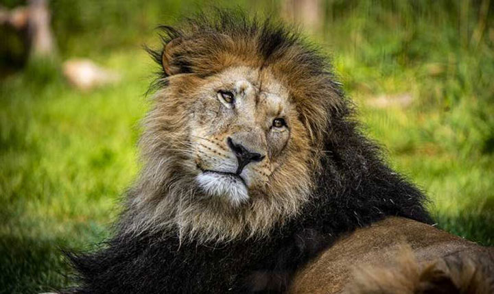 Calgary Hotels, Fun Things to do, Activities & Attractions | AMA Travel